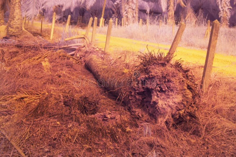 The Fallen Decompose Tree Trunk at the Plantation Stock Photo - Image ...