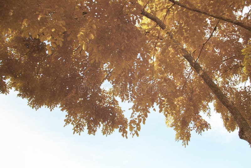 Image of Foliage Above the Tree Stock Image - Image of leaves, camera ...