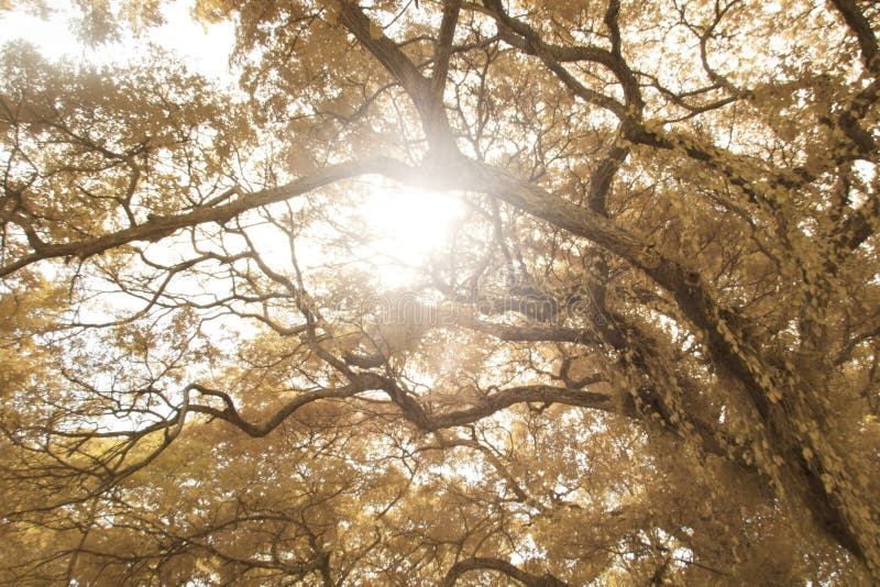 Foliage above the tree top stock photo. Image of botany - 251421678