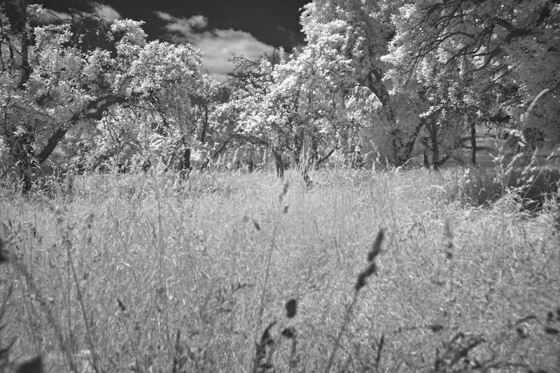 Infrared Image of a Group of Trees Stock Photo - Image of sunny ...