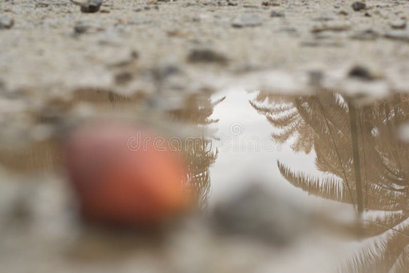 Low-angle Shots of Muddy Puddle Pathway in the Plantation. Stock Photo ...