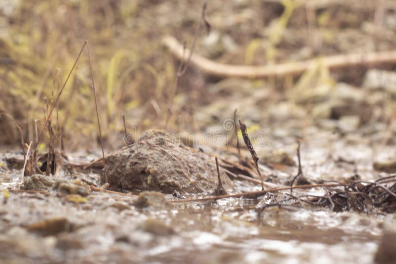Low-angle Shots of Muddy Puddle Pathway in the Plantation. Stock Image ...