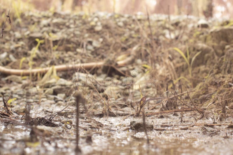 Low-angle Shots of Muddy Puddle Pathway in the Plantation. Stock Photo ...