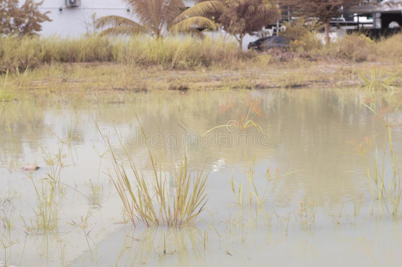 A Marshy Landscape Scene Outside the the Residential Vicinity Area ...