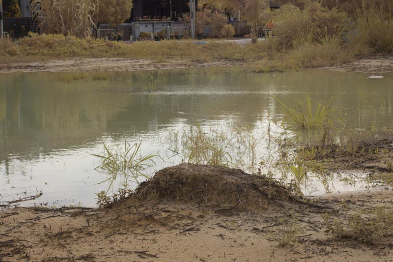 A Marshy Landscape Scene Outside the the Residential Vicinity Area ...