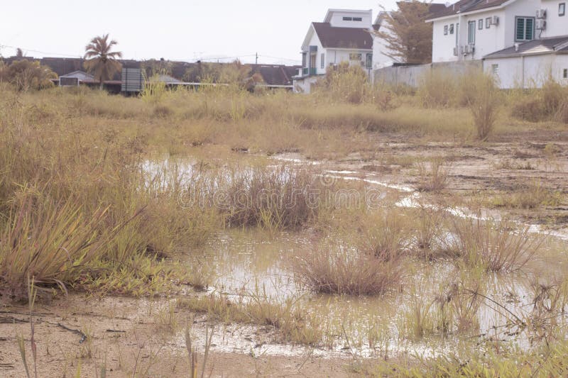A Marshy Landscape Scene Outside the the Residential Vicinity Area ...