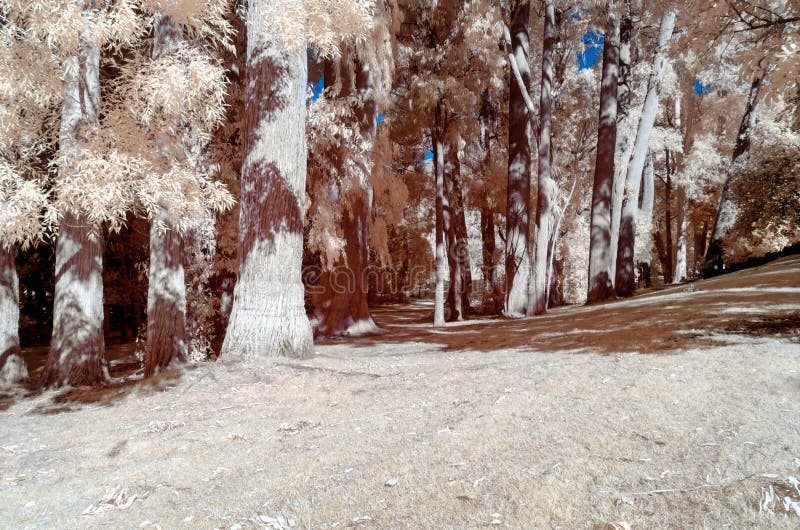 Infrared Image of a Park Landscape in False Colors Stock Image - Image ...