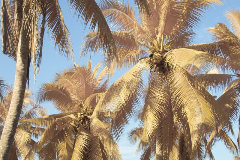 Scene of Looking Up the Sky with Coconut Tree in the Foreground. Stock ...