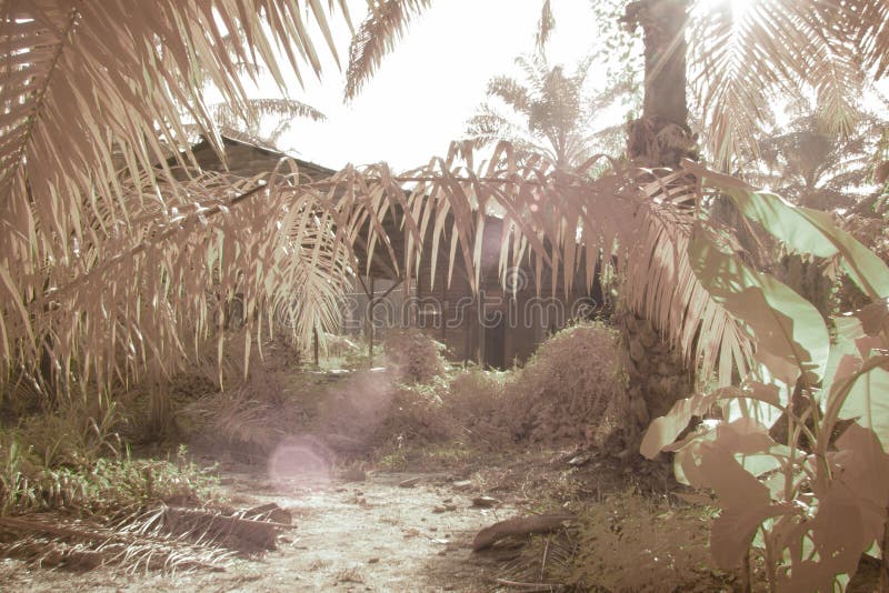 An Neglected House in the Plantation. Stock Photo - Image of field ...