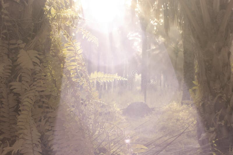 Image of the Shadow and Light in the Plantation Field. Stock Photo ...