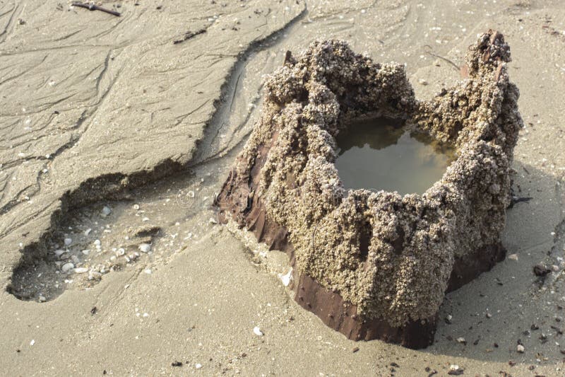Image of the Swampy Mud Beach Environment at the Low-tide Beach. Stock ...