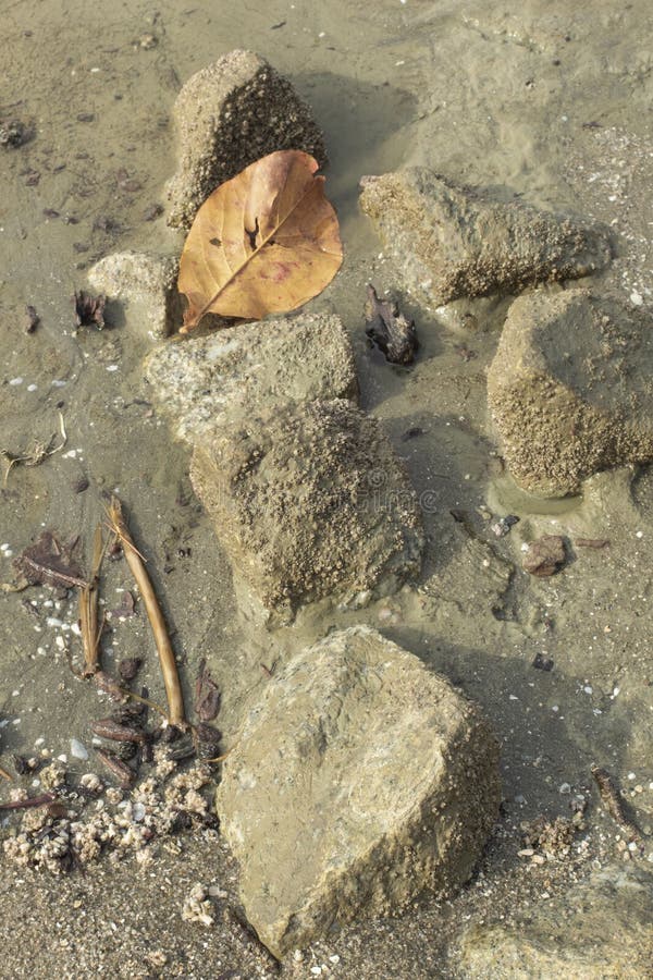Image of the Swampy Mud Beach Environment at the Low-tide Beach. Stock ...