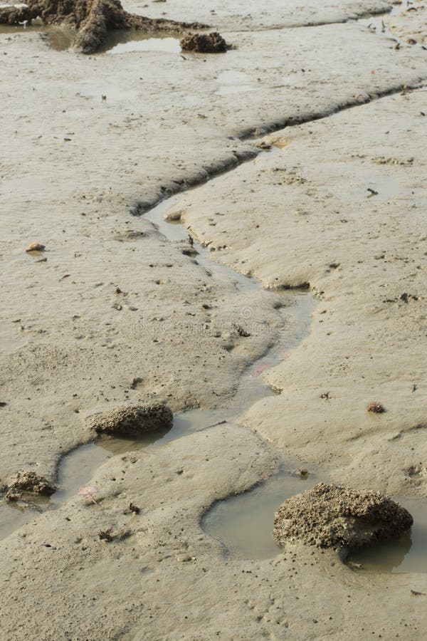 Image of the Swampy Mud Beach Environment at the Low-tide Beach. Stock ...