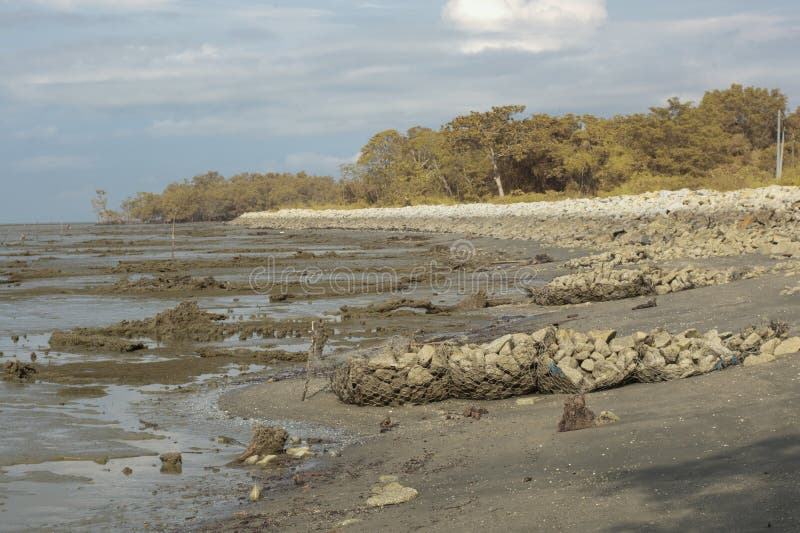 Image of the Swampy Mud Beach Environment at the Low-tide Beach. Stock ...