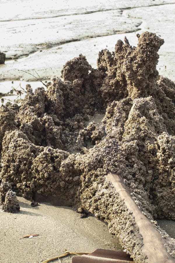 Image of the Swampy Mud Beach Environment at the Low-tide Beach. Stock ...