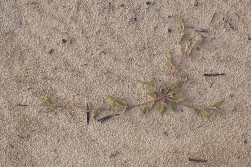 Texture of the Dried Soil Surface Ground Due To Hot Weather. Stock ...