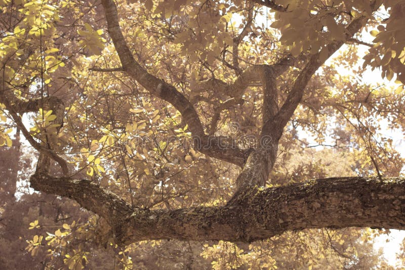 The Tree Branches Full of Leaves with Sky Background. Stock Photo ...