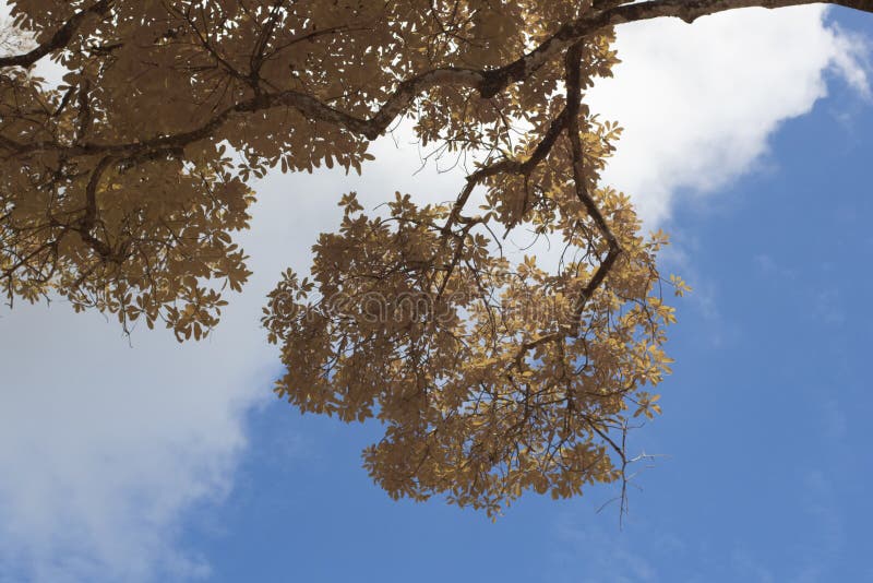 The Tree Branches Full of Leaves with Sky Background. Stock Image ...