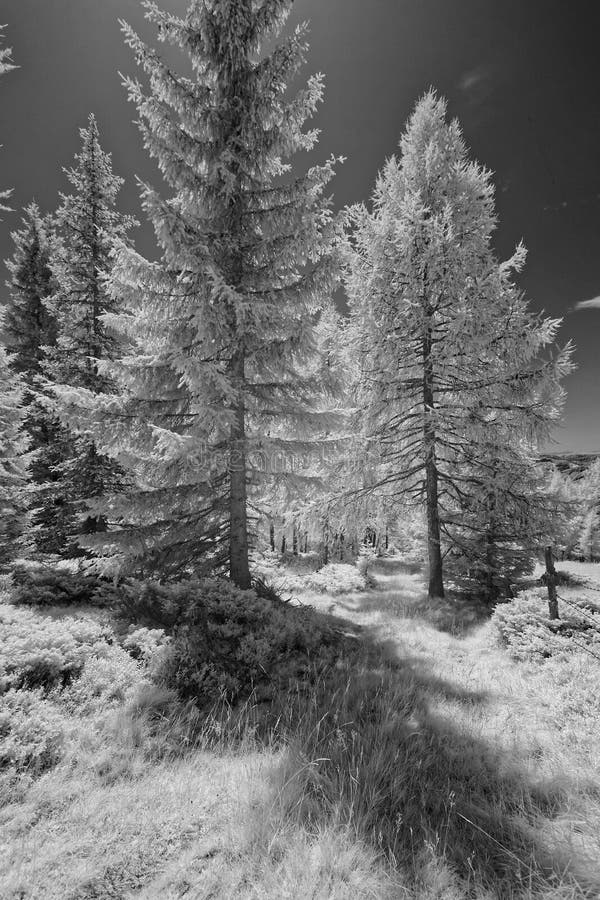 Infrared Trees stock image. Image of background, black - 100942317