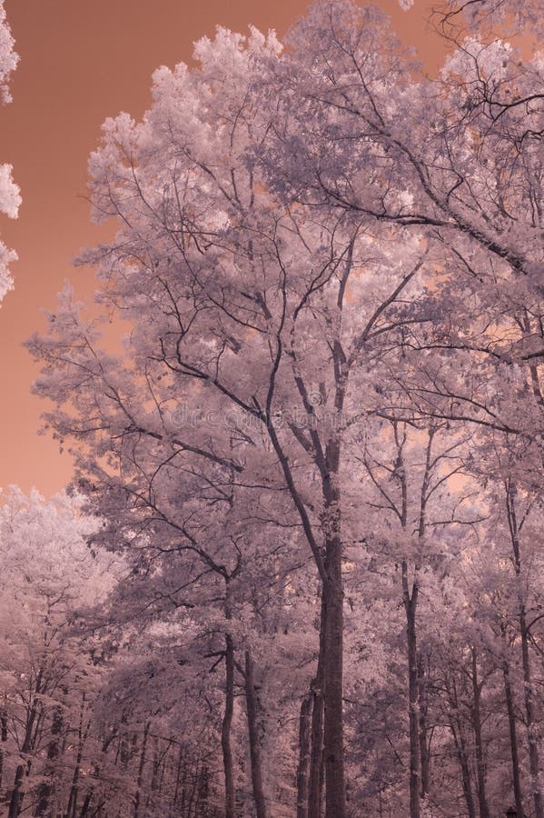 InfraRed Image, Trees and Sky Stock Image - Image of infrared, forest ...