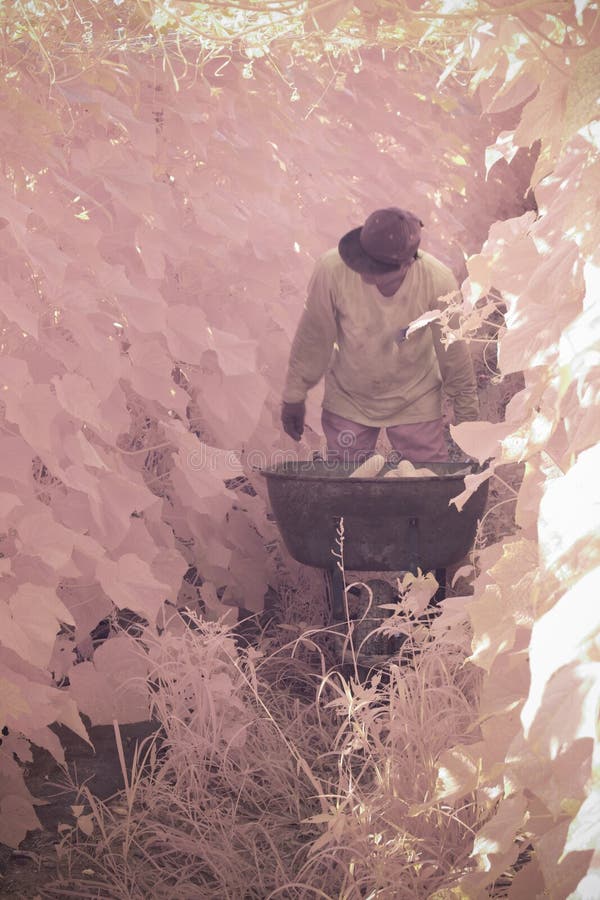 The Unrecognizable Farmer Walking within the Symmetrical Rows for ...