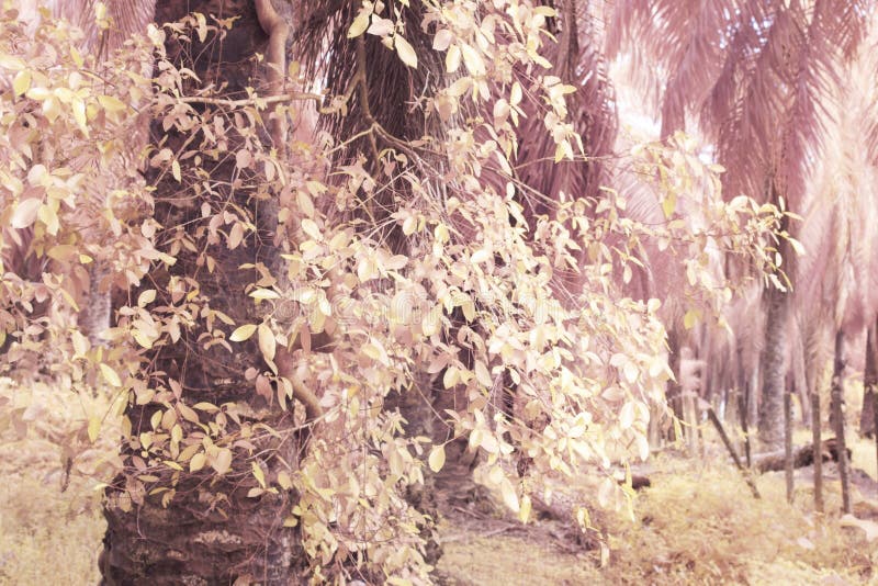 Wild Creeping and Climbing Vegetation at the Plantation Stock Image ...