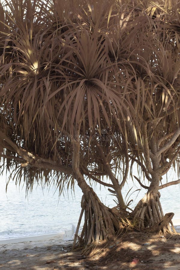 2,521 Pandanus Tree Stock Photos - Free & Royalty-Free Stock Photos ...