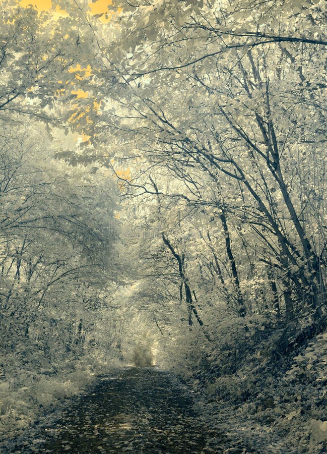 Infrared landscape stock photo. Image of trail, branches - 81146164