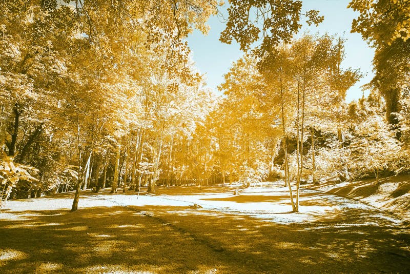 Infrared Landscape on a Summer Day Stock Photo - Image of infrared ...