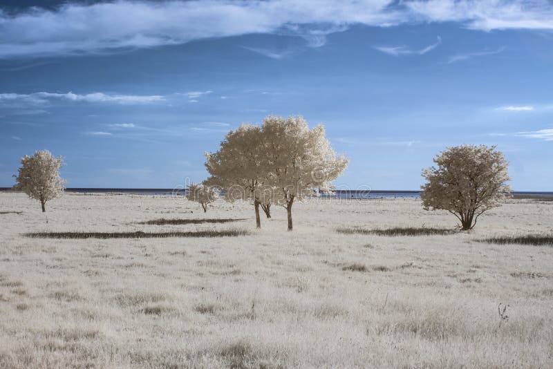 Infrared Landscape View of Tress in Field Stock Photo - Image of plant ...