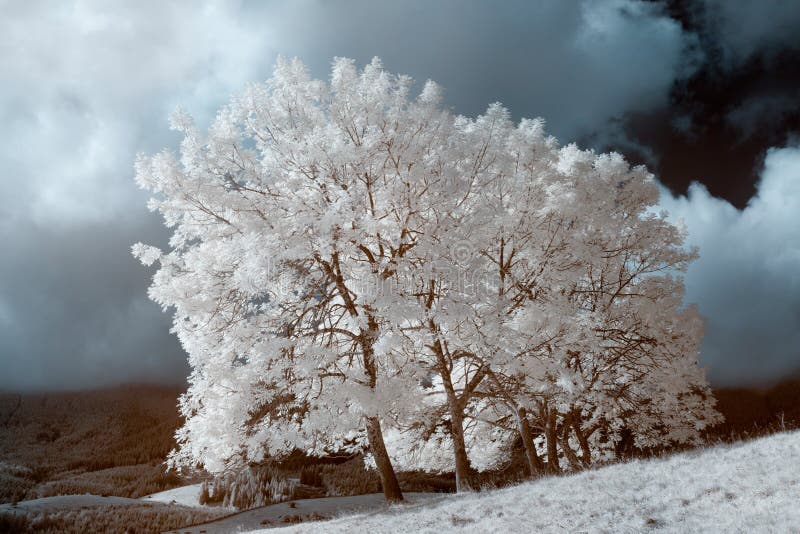 Infrared landscape stock photo. Image of sunrise, season - 81148952