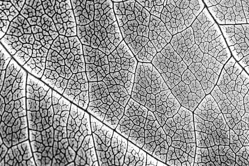 Infrared Leaf Texture with Visible Stomata Covering the Epidermis Layer ...