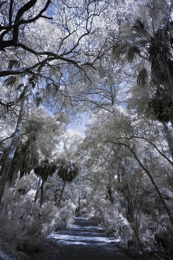 Infrared Photo of Live Oaks and Palms Stock Photo - Image of nature ...