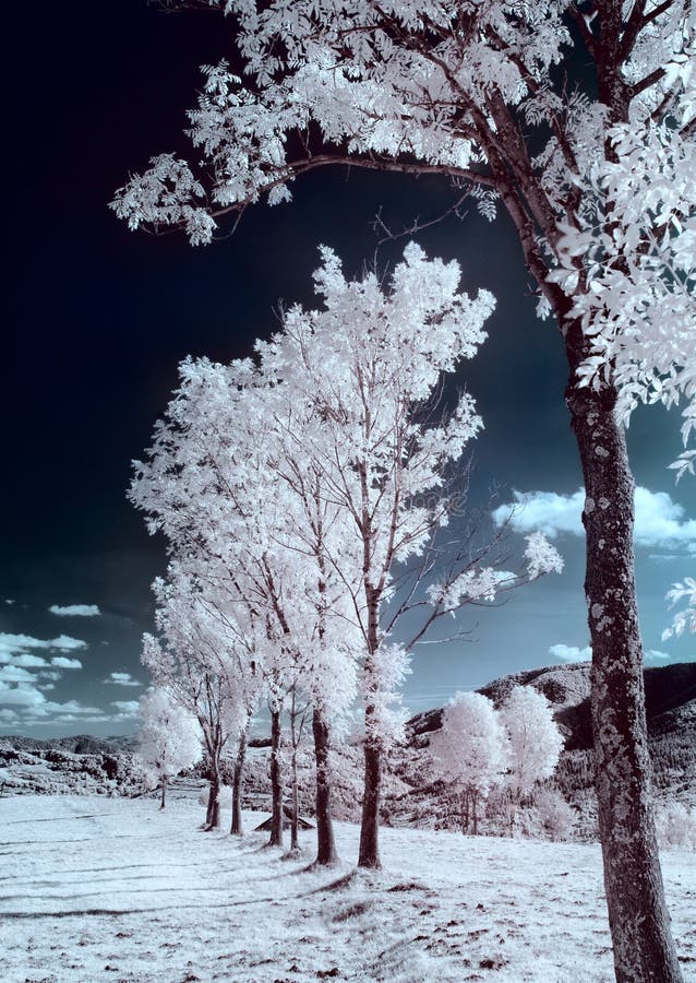 White tree stock photo. Image of single, right, moody - 134837860