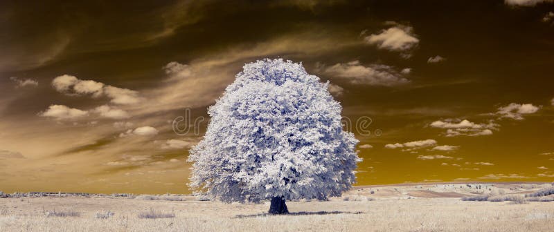 White tree stock image. Image of blue, single, infrared - 132940839