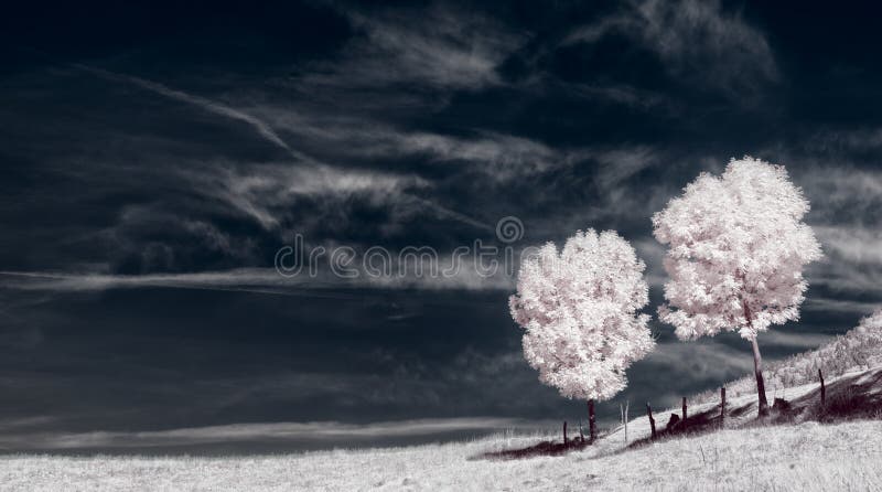 White tree stock photo. Image of light, infrared, contrasts - 132941072