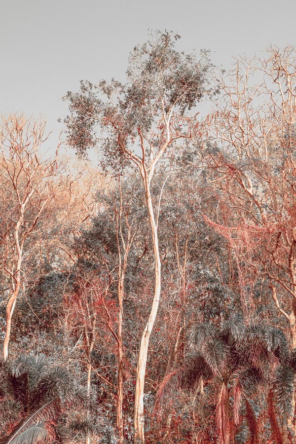 Infrared Photography, Forest Scene with Tall and Slender Trees Stock ...