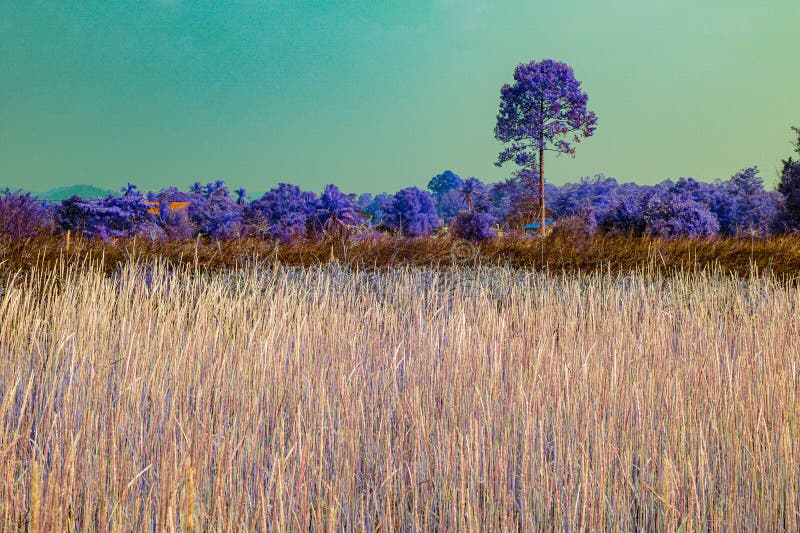 Infrared Photography, a Landscape Featuring Tall, Light-colored Grass ...