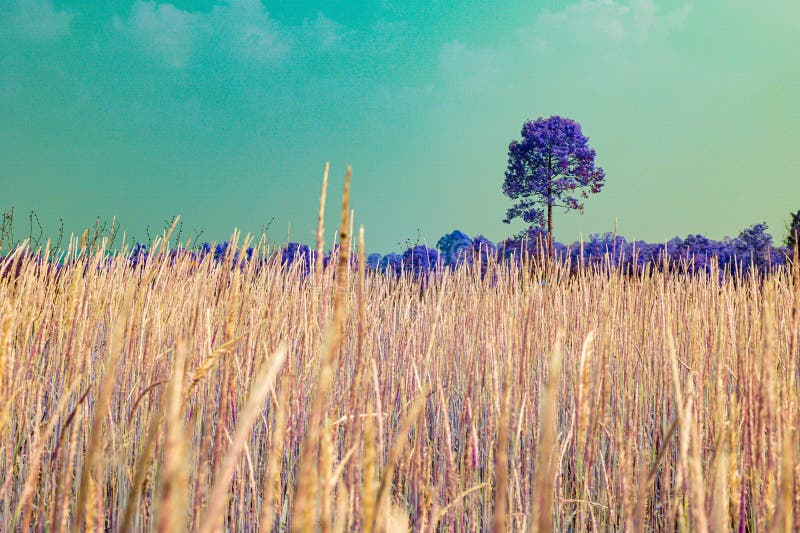 Infrared Photography, a Landscape Featuring Tall, Light-colored Grass ...