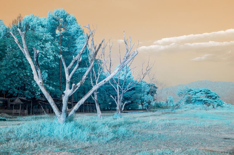 Infrared Photography, a Landscape Featuring Two Trees with Bare ...