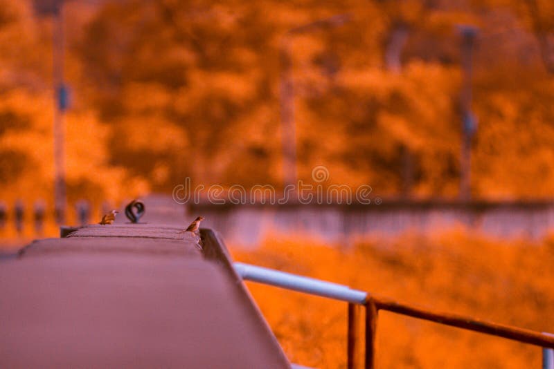 Infrared Photography, a Railing or Ledge with a Small Birds Stock Photo ...