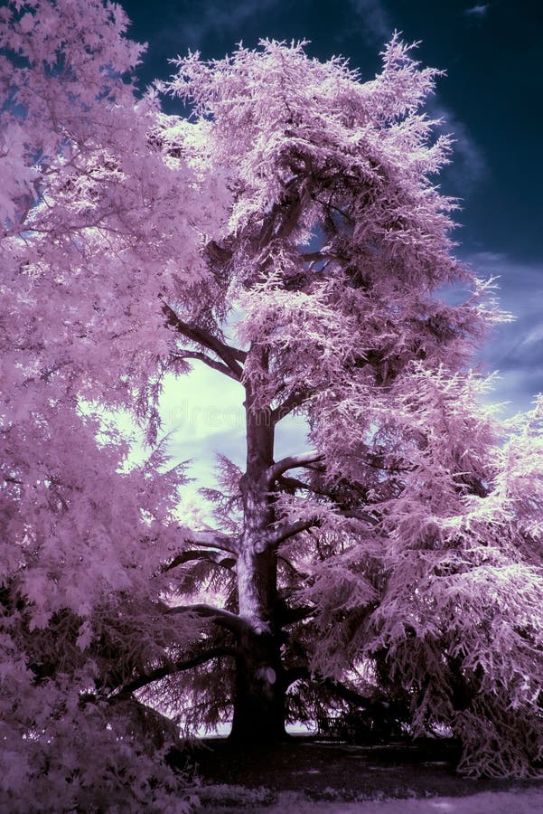 Infrared Picture of Trees in a Field Under the Sunlight - Perfect for ...