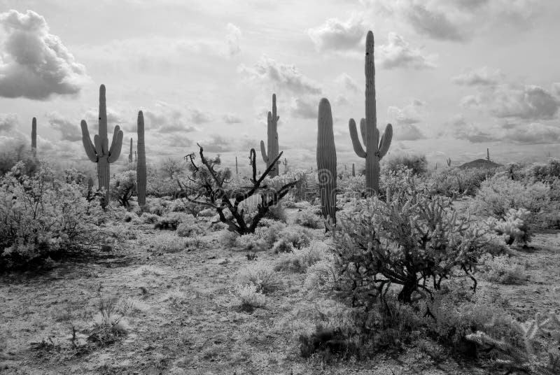 Sonora Desert Arizona in Infrared Stock Image - Image of tone, outdoors ...