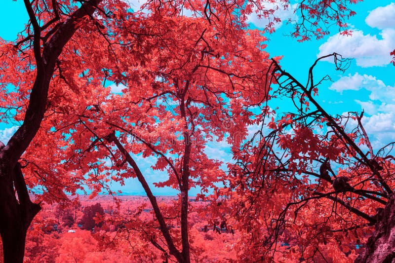 Infrared Techniques, Trees with Bright Red Leaves Set Against a Vivid ...