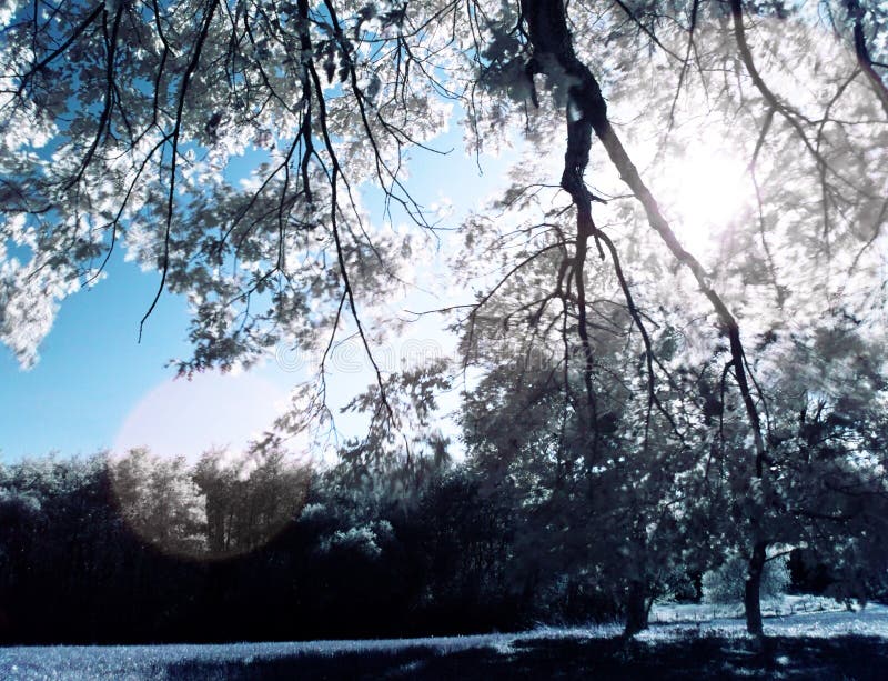 Infrared tree stock photo. Image of infrared, landscape - 9108758