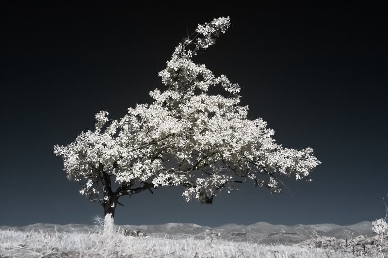 Infrared tree stock image. Image of dark, serene, wind - 21701643