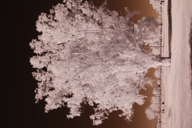 Infrared Tree stock photo. Image of peace, nature, filter - 4190400