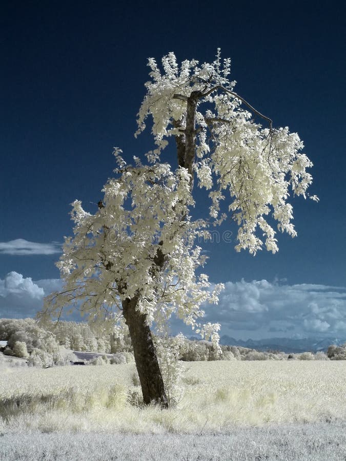 Infrared tree stock photo. Image of blue, wood, trees - 5148046