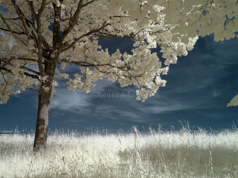 Infrared tree stock image. Image of wood, tree, nature - 5545475