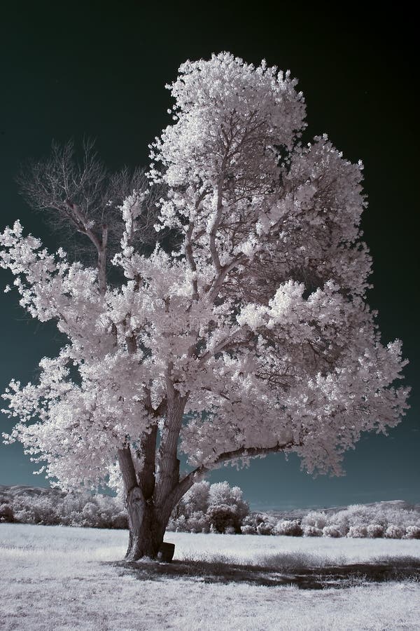 Arbor in infrared stock photo. Image of garde, relaxation - 40195626